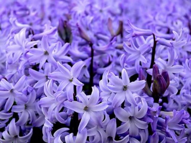 Beautiful Hyacinth | PPSX