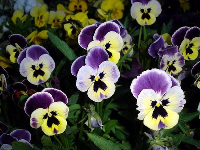 Beautiful Pansy Flowers | PPS