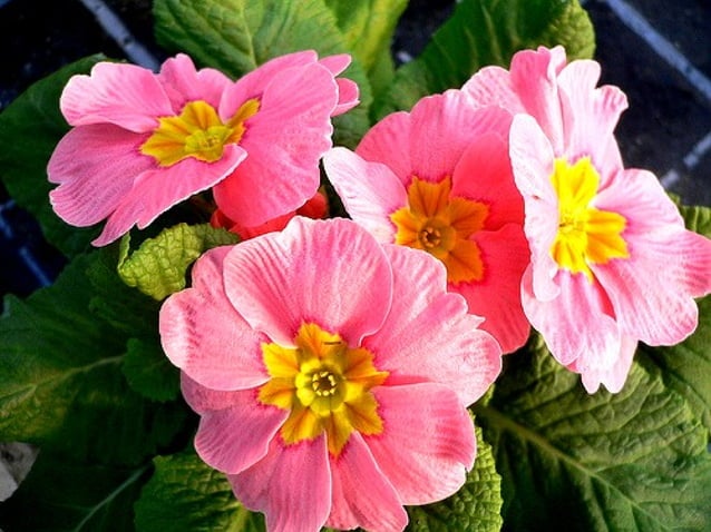 Beautiful Primrose | PPT