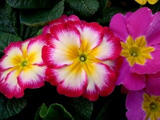Beautiful Primrose | PPS