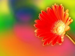 Beautiful Single Flower | PPT