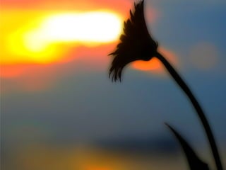 Beautiful Single Flower | PPT