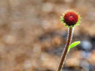 Beautiful Single Flower | PPT