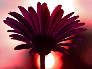 Beautiful Single Flower | PPT