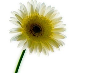 Beautiful Single Flower | PPT