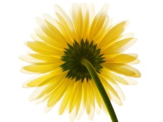 Beautiful Single Flower | PPT