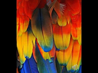 Beautiful Spectacle | PPT