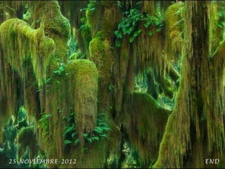 Beautiful Spectacle | PPT