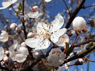 Beautiful Spring in Greece ( Nikos). | PPS