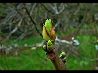Beautiful Spring in Greece ( Nikos). | PPS