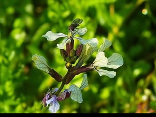 Beautiful Spring in Greece ( Nikos). | PPS