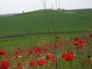 Beautiful Spring in Greece ( Nikos). | PPS