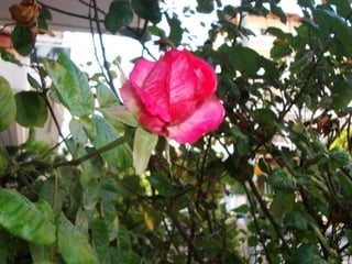 Beautiful Spring in Greece ( Nikos). | PPS