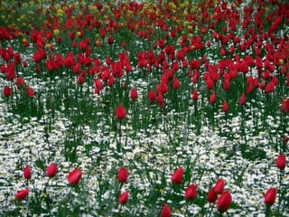Beautiful Spring in Greece ( Nikos). | PPS