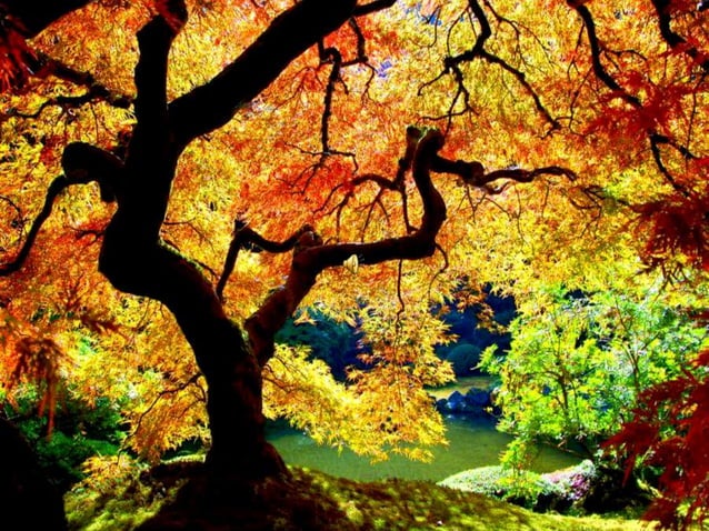 Beautiful trees in japan | PPSX