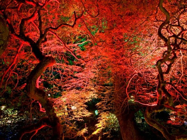 Beautiful trees in japan | PPSX