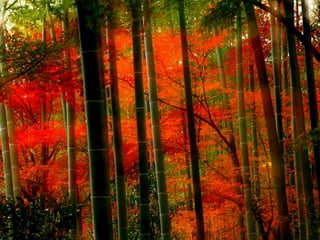 Beautiful trees in japan | PPSX