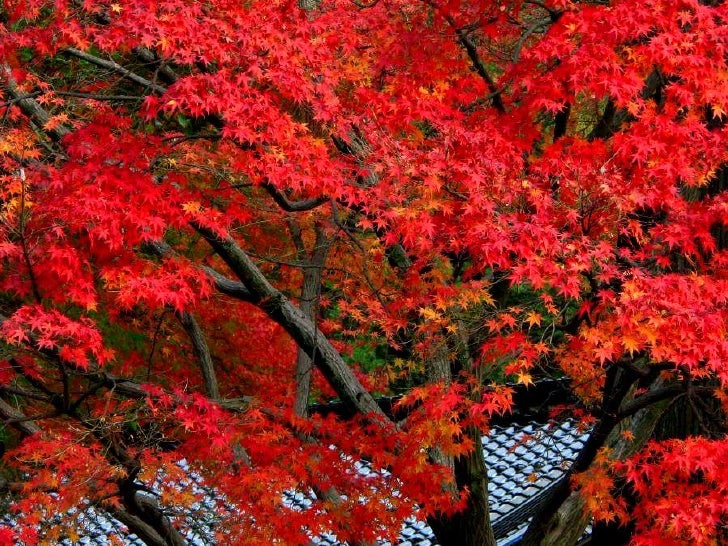 Beautiful trees in japan