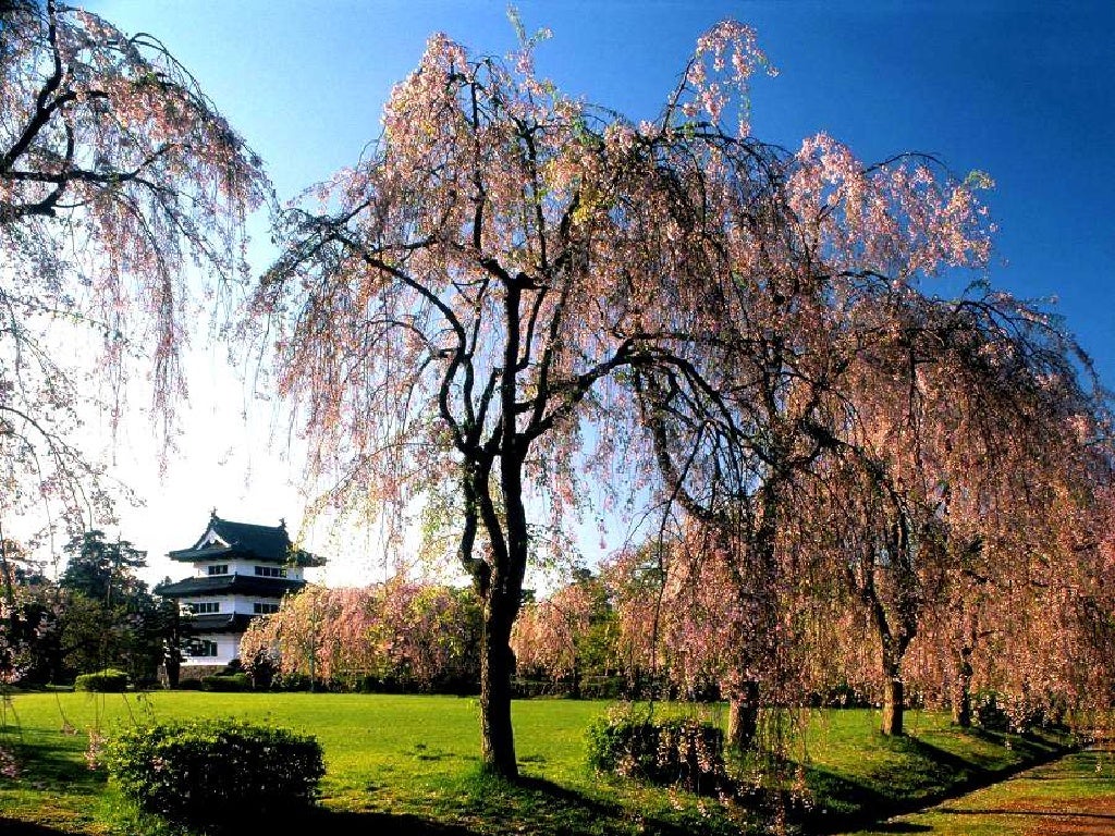 Beautiful trees in japan