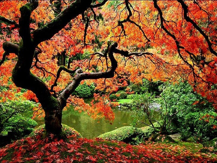 Beautiful trees in japan