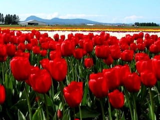 Beautiful Tulips | PPT