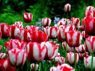 Beautiful Tulips | PPT
