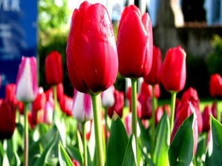 Beautiful Tulips | PPT