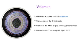 Beautiful way to save our planet | PPT