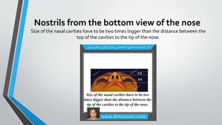 Measures of a beautiful nose | PPT