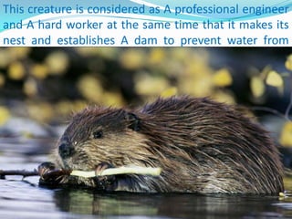 Beaver | PPTX