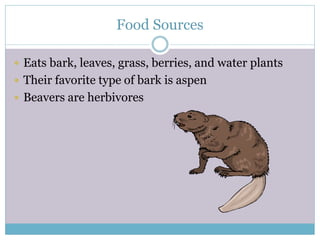Beaver | PPTX