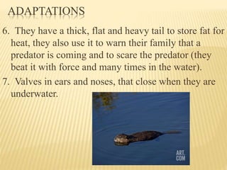 Beaver & it's characteristics | PPTX