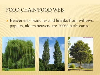 Beaver & it's characteristics | PPTX