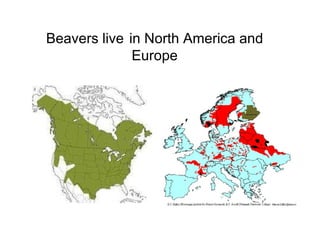Beavers conradschool | PPT