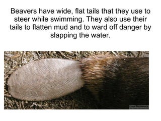 Beavers conradschool | PPT