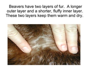 Beavers conradschool | PPT