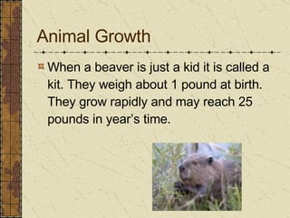 Beavers by Reagan | PPT