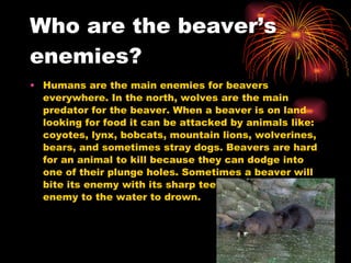 Beavers by Catherine | PPT