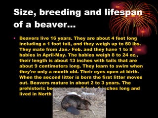 Beavers by Catherine | PPT