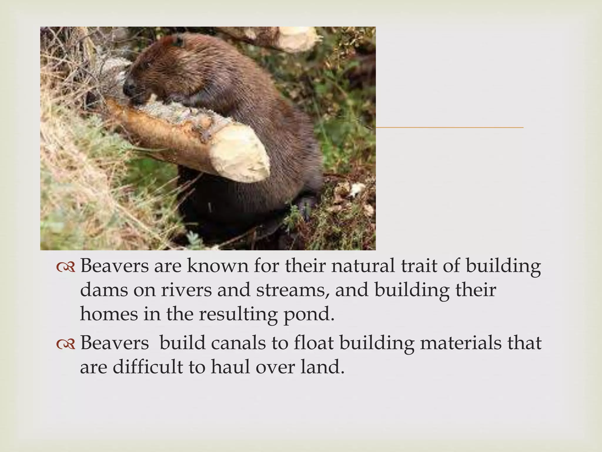 Beavers | PPT