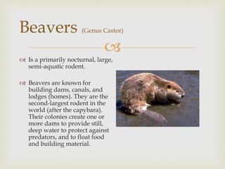 Beavers | PPT