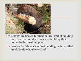 Beavers | PPT