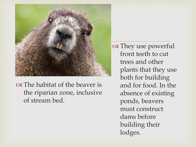 Beavers | PPT