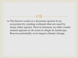 Beavers | PPT