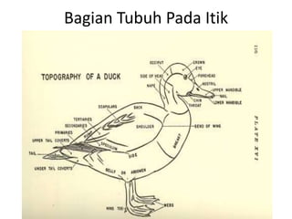 BEBEK PPT.pptx