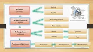 PERITONEO Y CUADRANTES DEL ABDOMEN | PDF