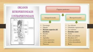 PERITONEO Y CUADRANTES DEL ABDOMEN | PDF