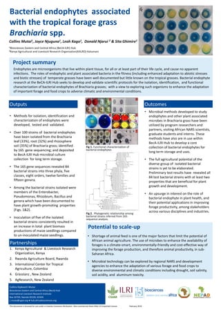 Bacterial endophytes associated with the tropical forage grass ...
