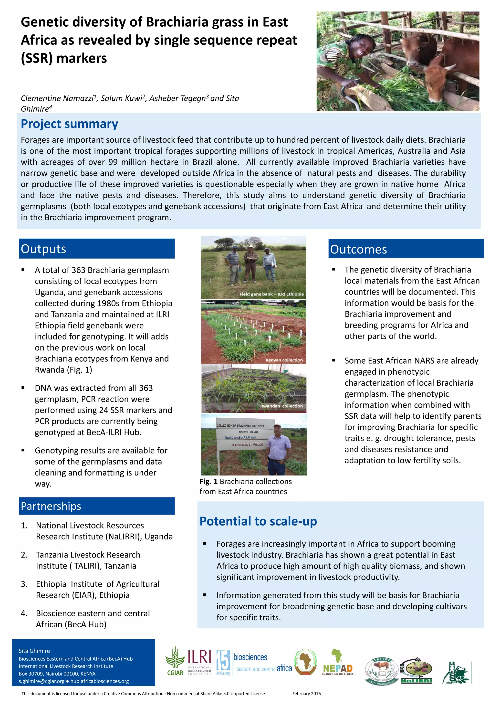Genetic diversity of Brachiaria grass in East Africa as revealed by single sequence repeat (SSR ...