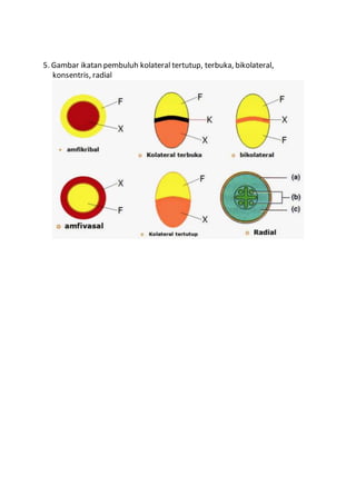 Beda dikotil monokotil | PDF